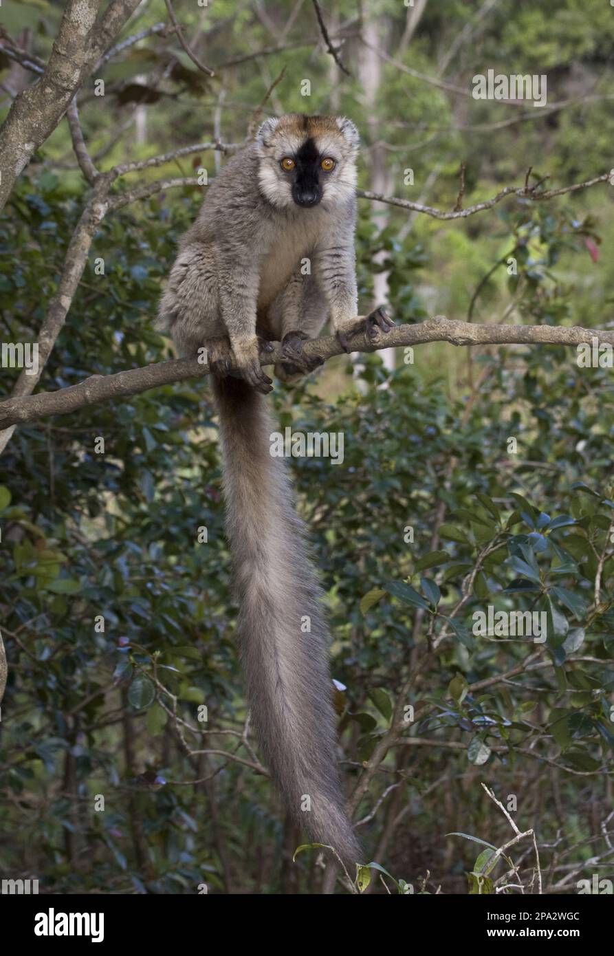 Red maki, red makis, monkeys, prosimians, primates, mammals, animals ...