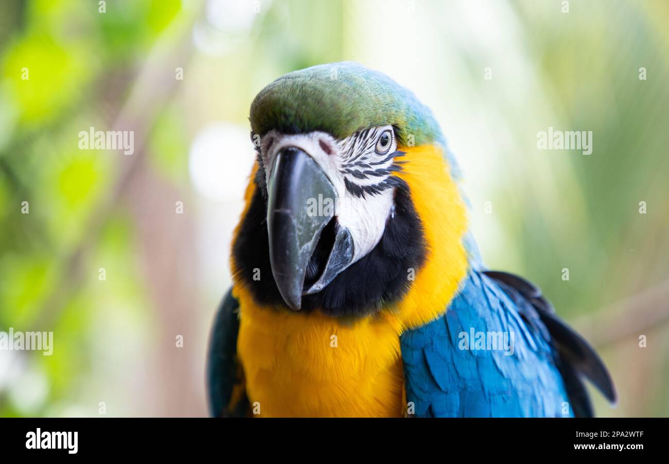 beautiful Blue-and-Yellow Macaw in rainforest Stock Photo - Alamy