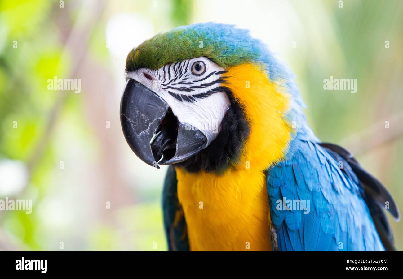 beautiful Blue-and-Yellow Macaw in rainforest Stock Photo - Alamy