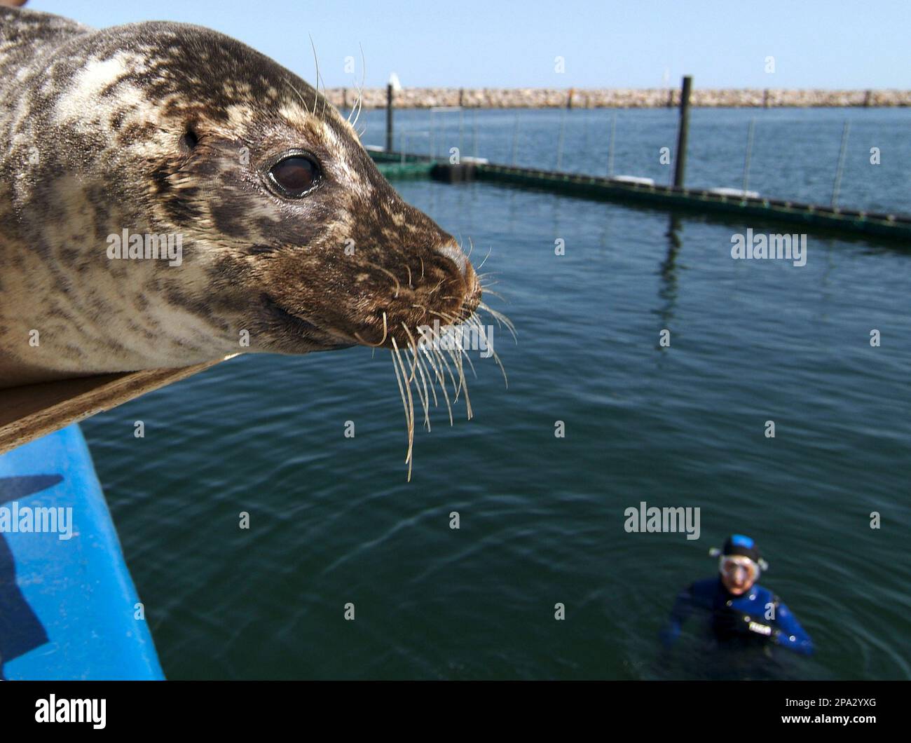 Seal "Nick" looks out of her transport box to get a first impression of ...