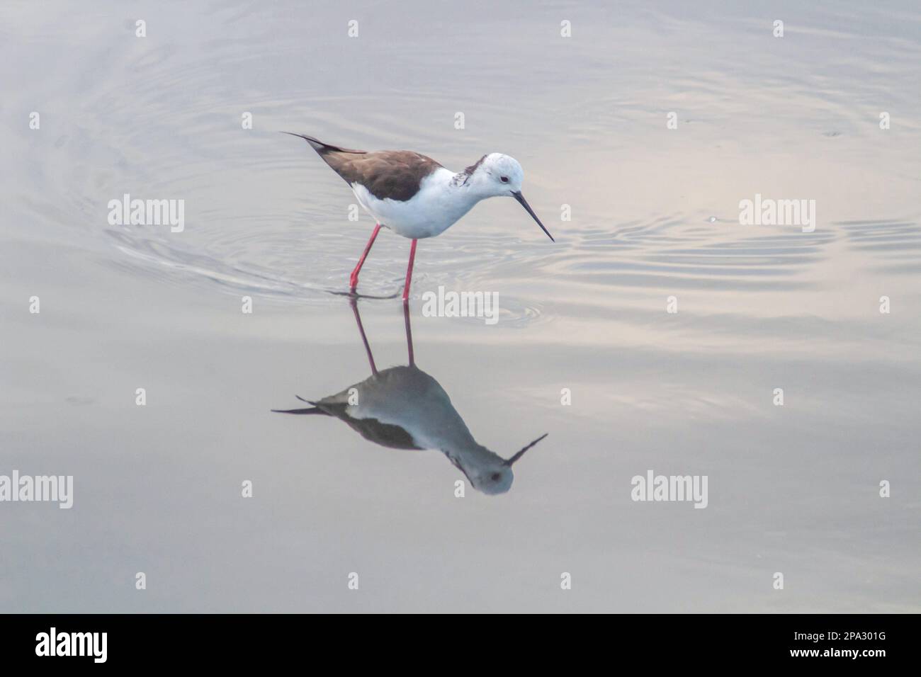 White-headed Stilt (Himantopus leucocephalus) at Lake Stock Photo - Alamy