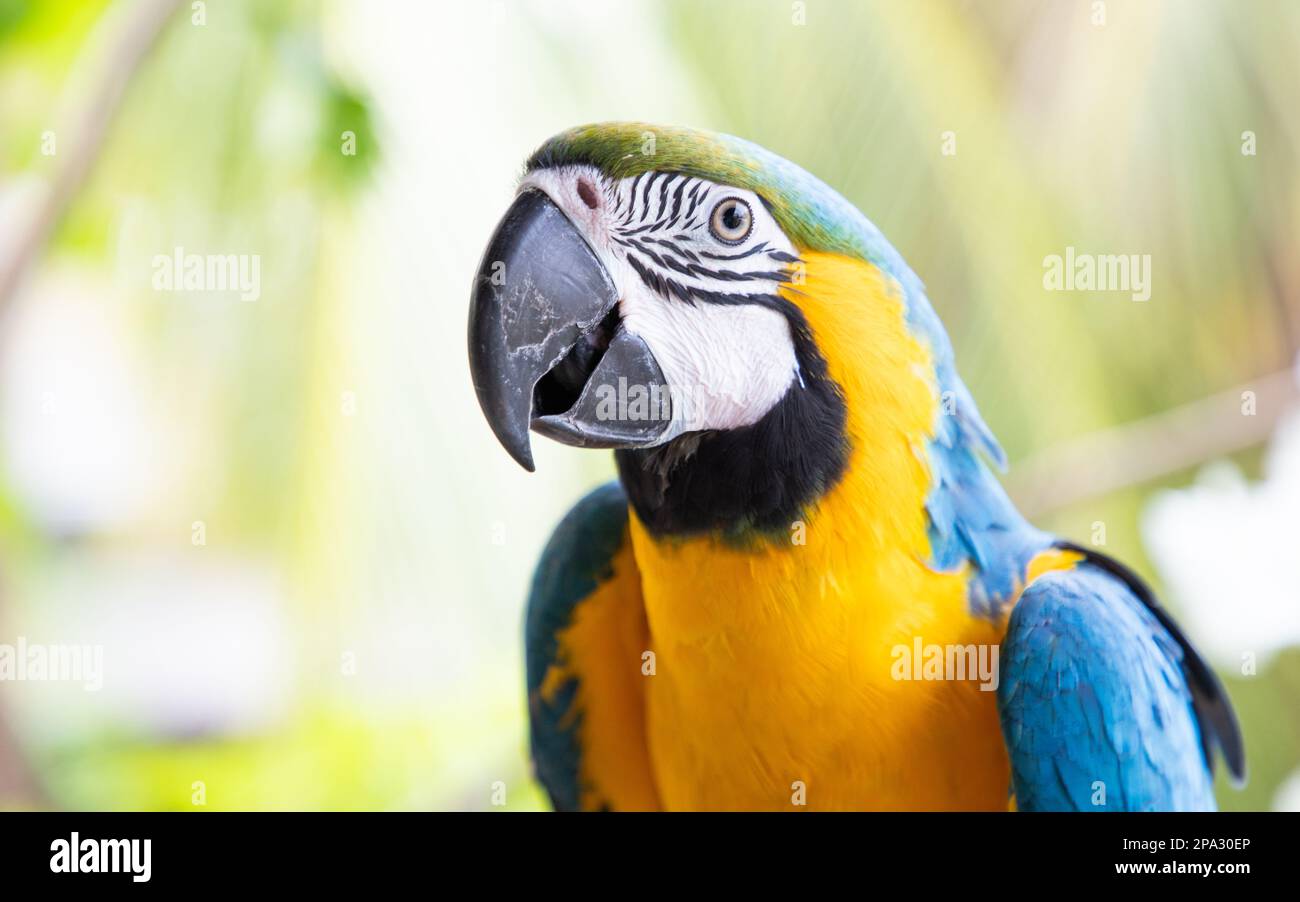 beautiful Blue-and-Yellow Macaw in rainforest Stock Photo - Alamy