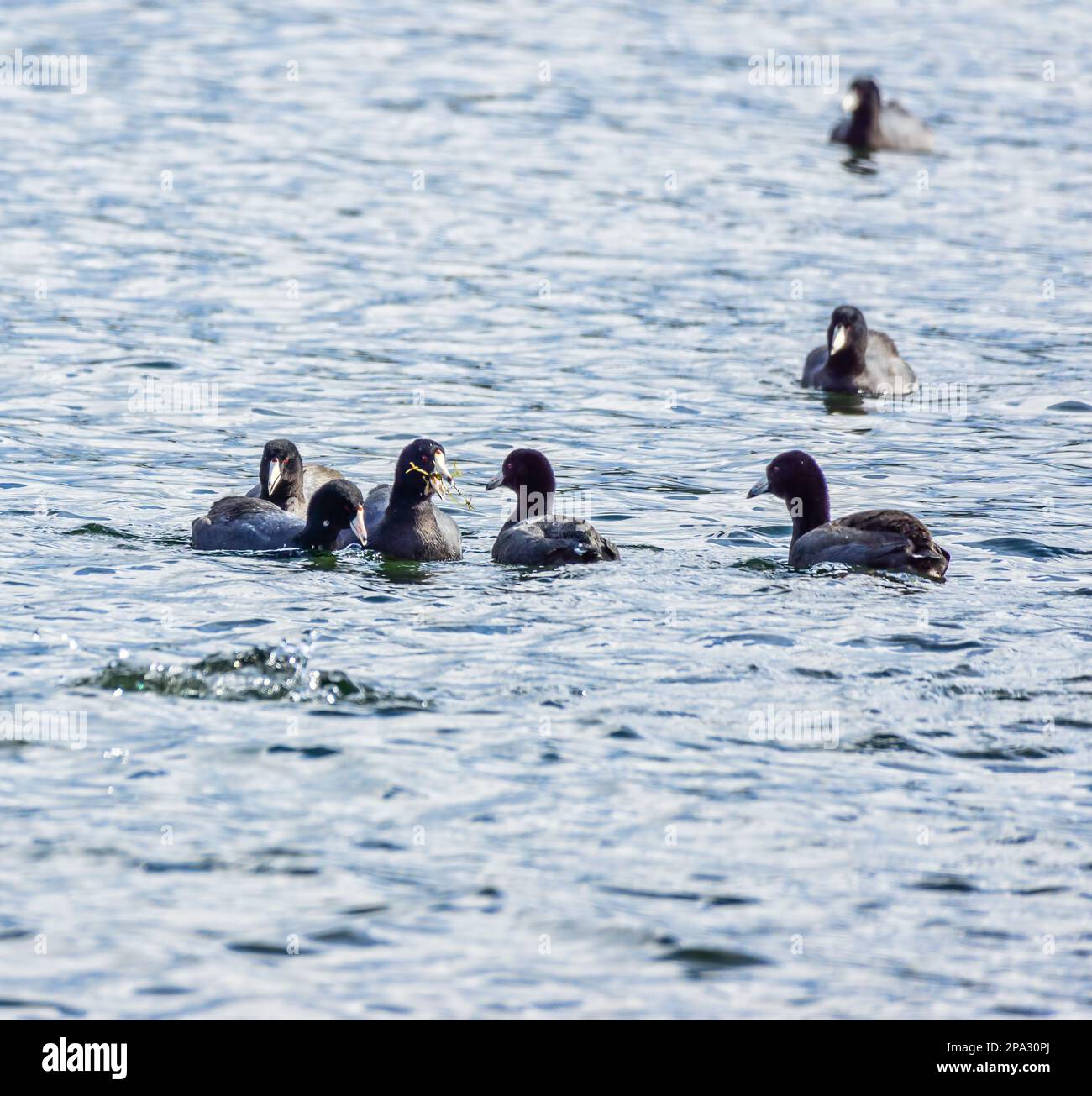 A close-up shot of small birds on Lake Washinton in Seattle, Washington ...