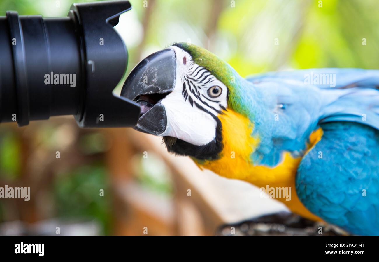 beautiful Blue-and-Yellow Macaw in rainforest Stock Photo - Alamy