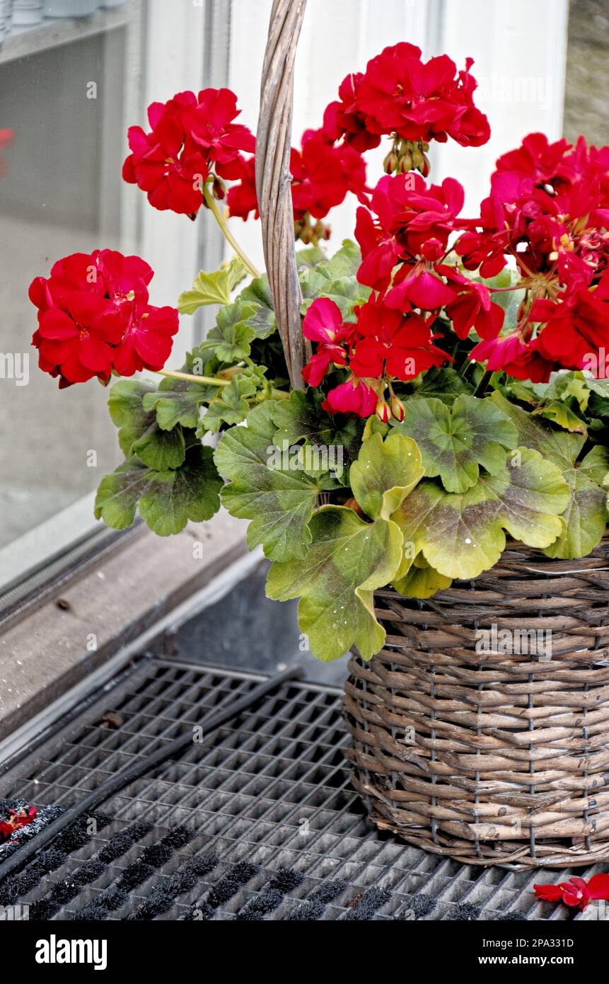 Flower decoration in Gamle Stavanger, an historic area of the old city ...