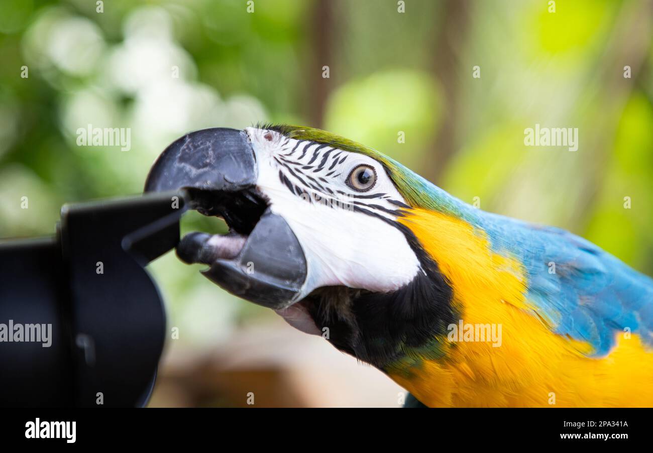 beautiful Blue-and-Yellow Macaw in rainforest Stock Photo - Alamy