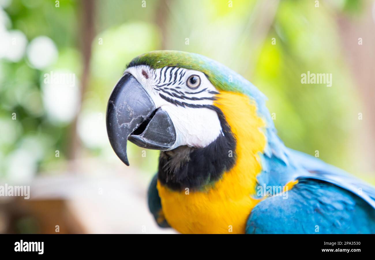 beautiful Blue-and-Yellow Macaw in rainforest Stock Photo - Alamy
