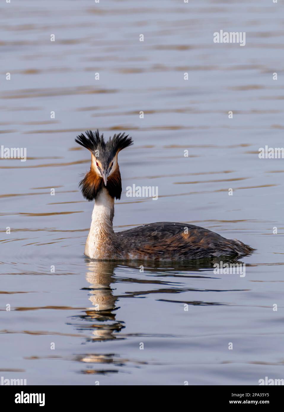 An elegant Great Crested Grebe, (Podiceps cristatus), swims on a lake ...