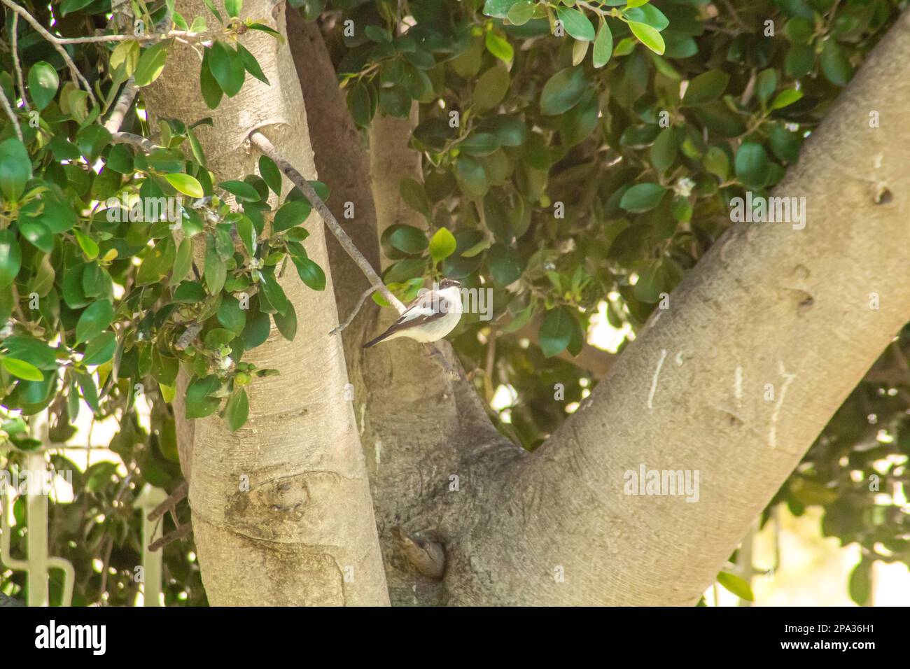 Flycatcher sitting on a branch of a tree with green leaves Stock Photo ...