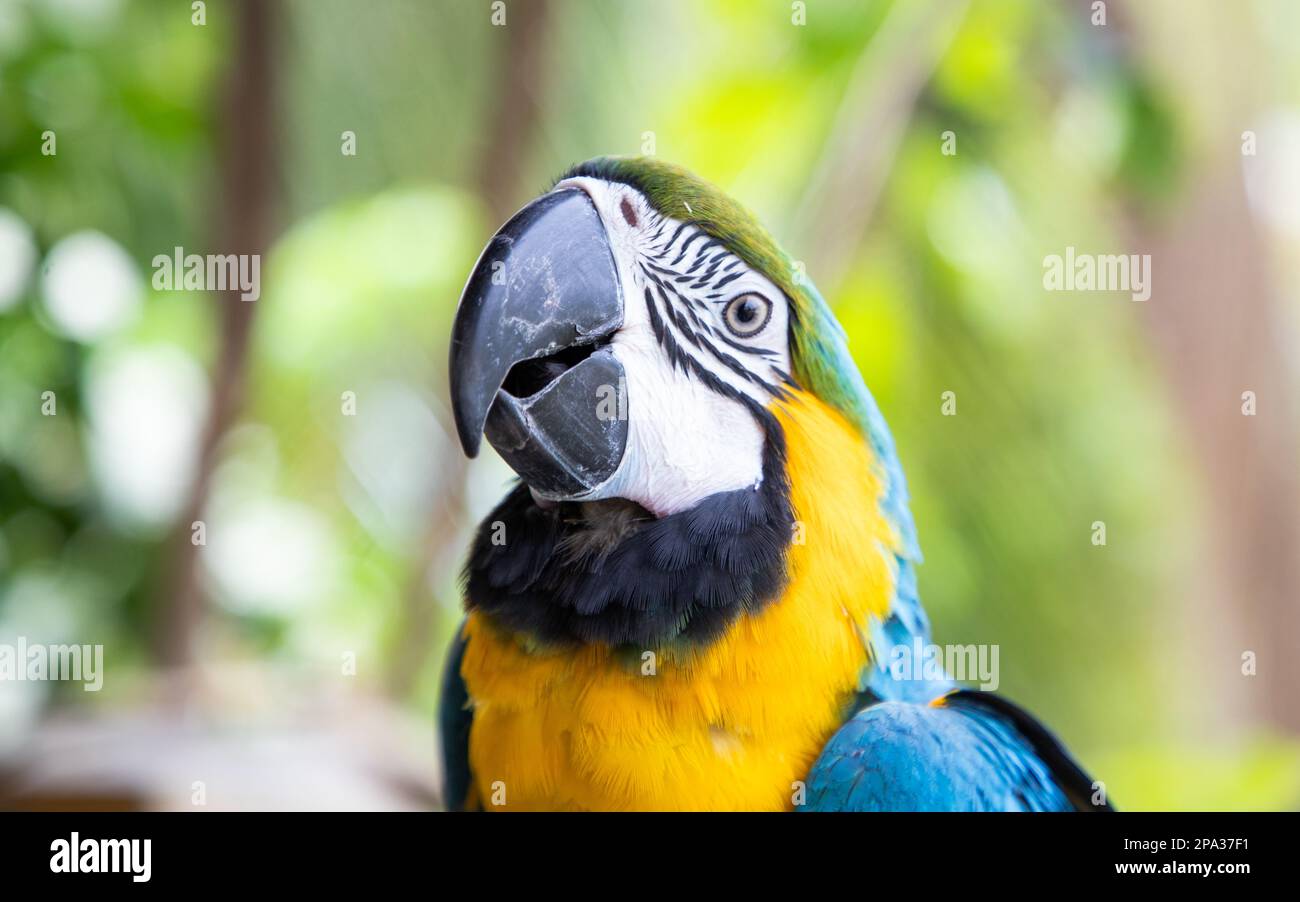 beautiful Blue-and-Yellow Macaw in rainforest Stock Photo - Alamy