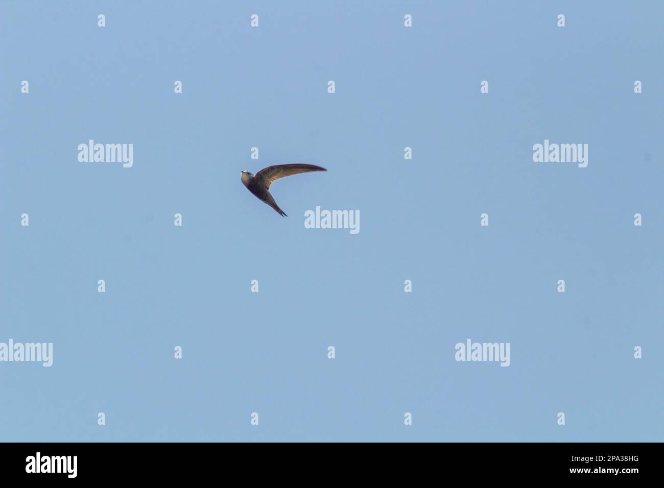 Swift routes hi-res stock photography and images - Alamy