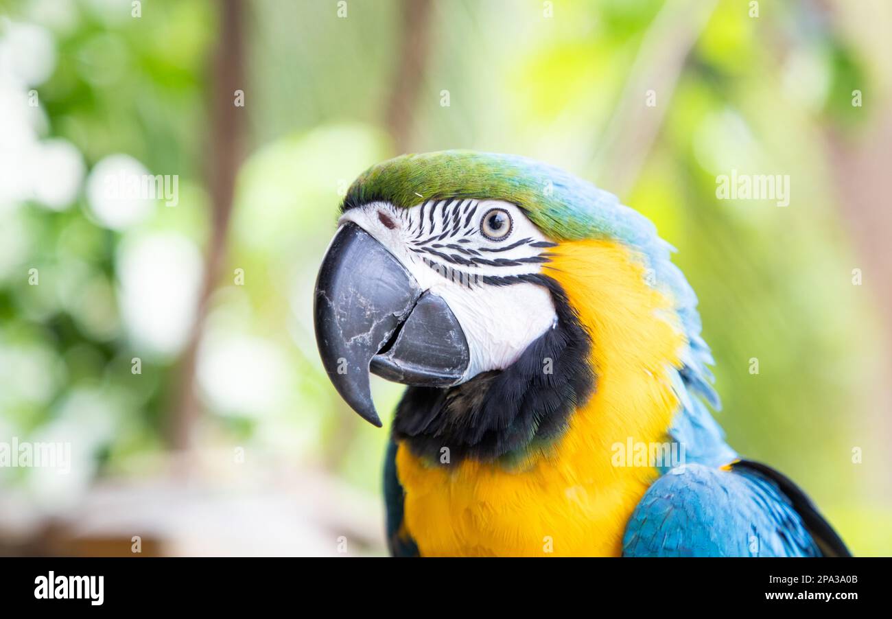 beautiful Blue-and-Yellow Macaw in rainforest Stock Photo - Alamy