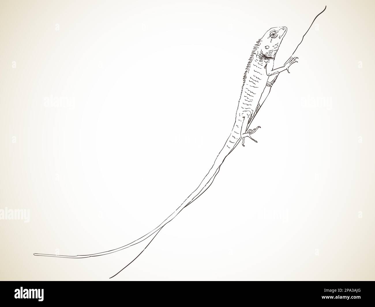 Vector hand drawn lizard with long tail on diagonal surface Stock ...