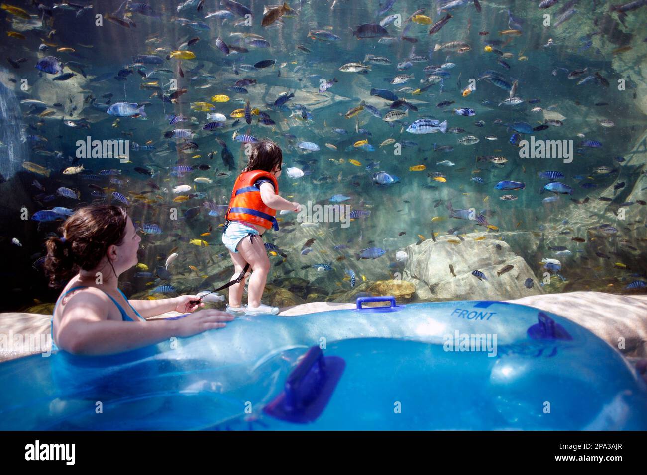 Swimmers view thousands of exotic fish in a 10,000 gallon tank as they ...