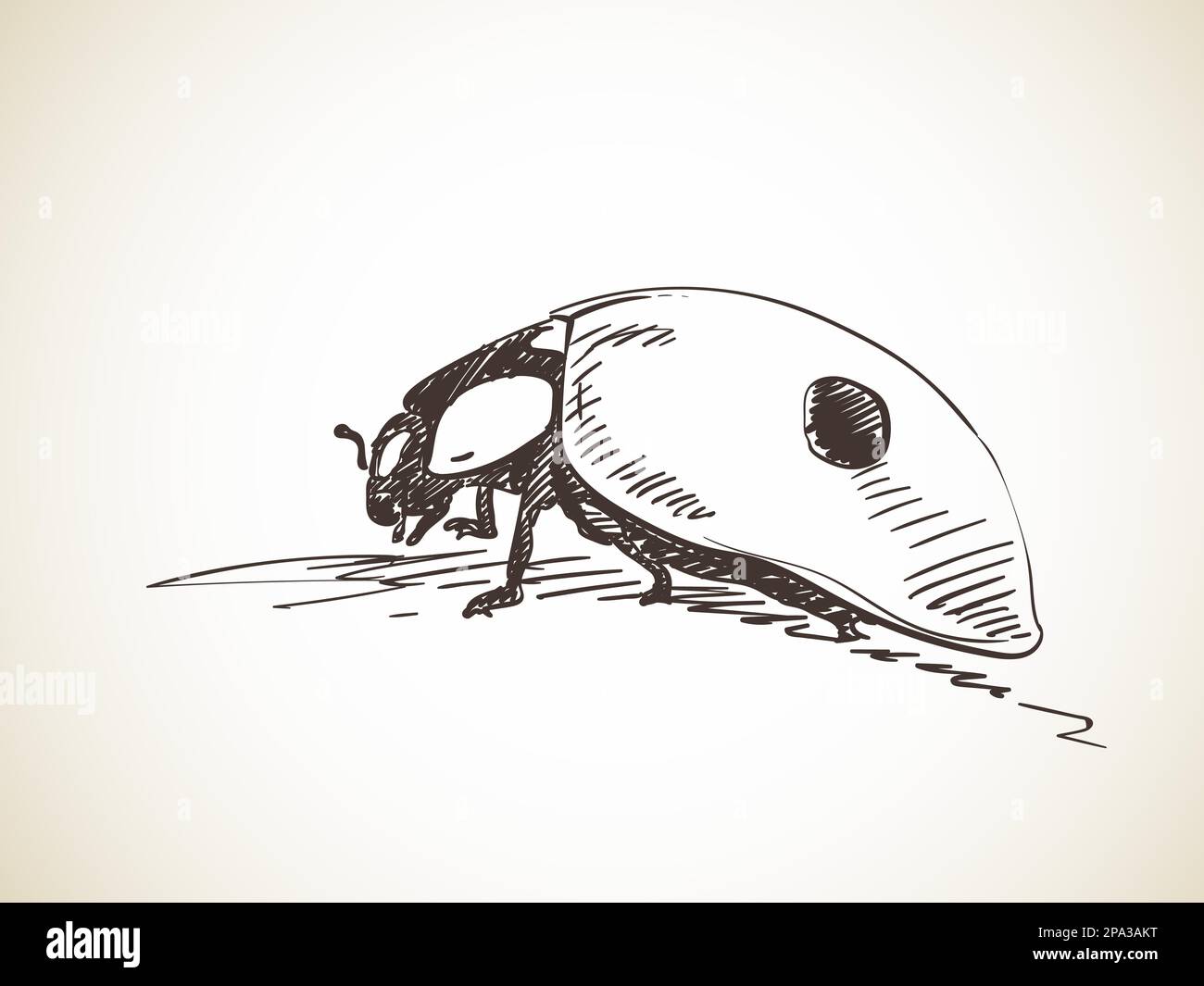 Sketch of ladybug, Hand drawn vector illustration Stock Vector Image ...
