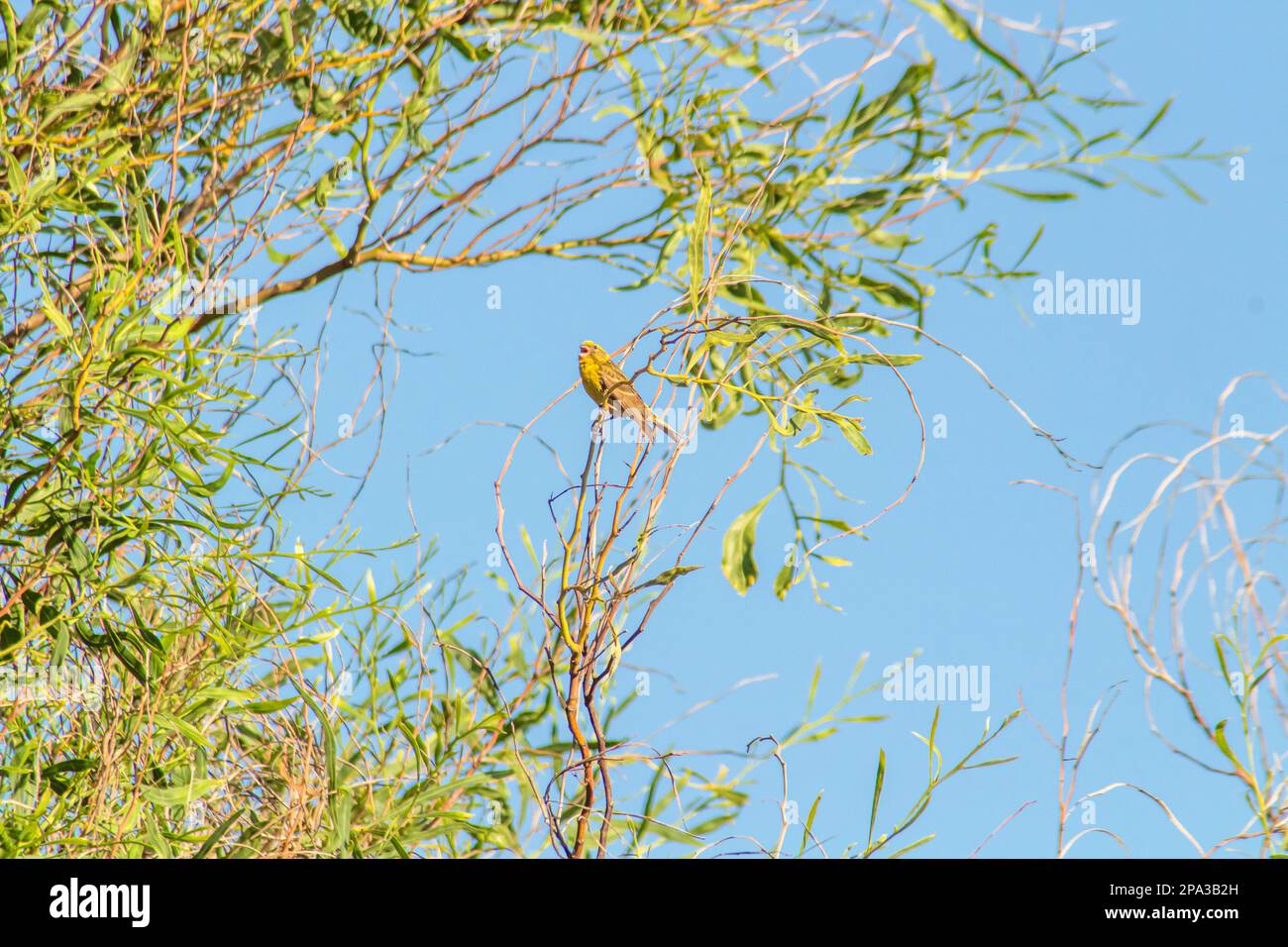 Lush green branch hi-res stock photography and images - Alamy