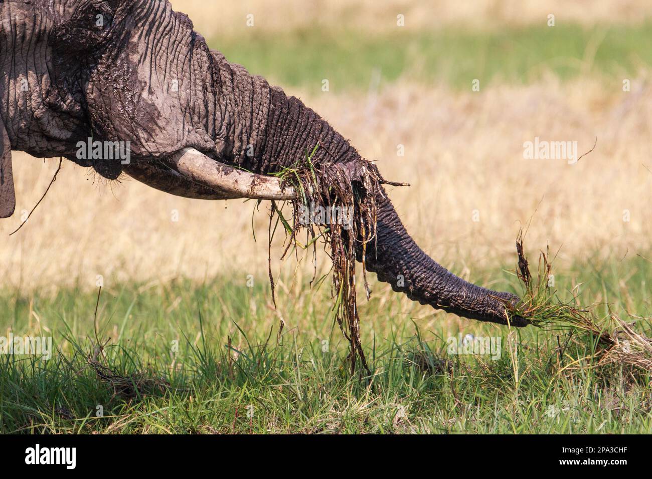 Elephant bull, Loxodonta africana, closeup portrait, trunk stretched in ...
