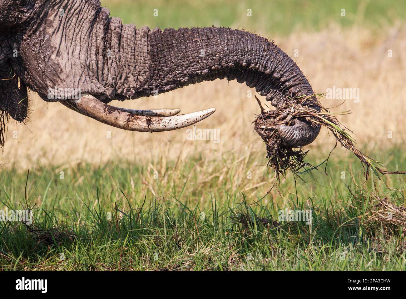 Elephant bull, Loxodonta africana, closeup portrait, trunk stretched in ...
