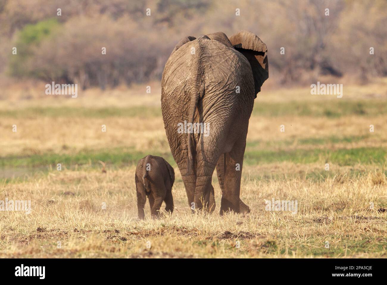 Elephant, Loxodonta africana, baby with mother, elephant cow standing ...