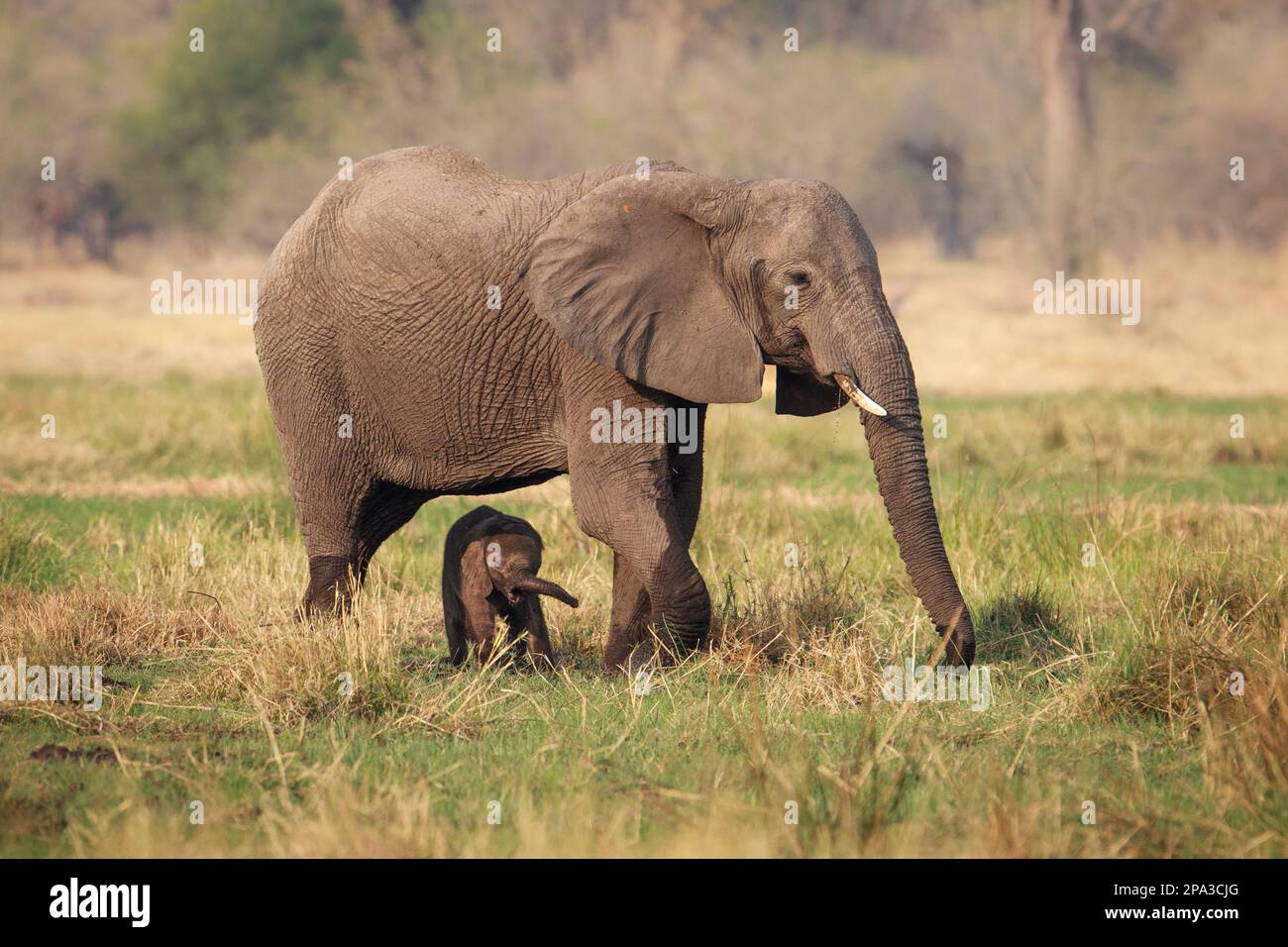 Elephant, Loxodonta africana, baby under mother, elephant cow standing ...