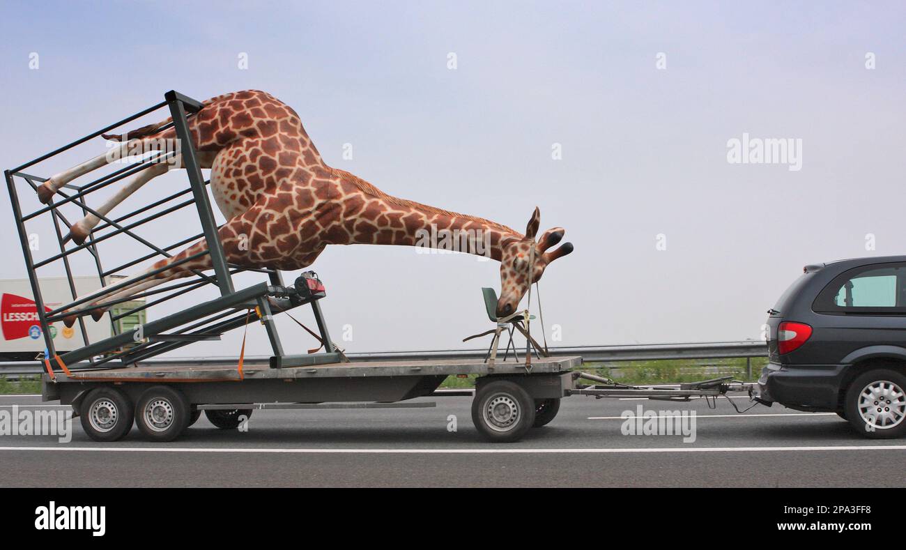 The head of a statue of a giraffe rests on a chair as it is being ...
