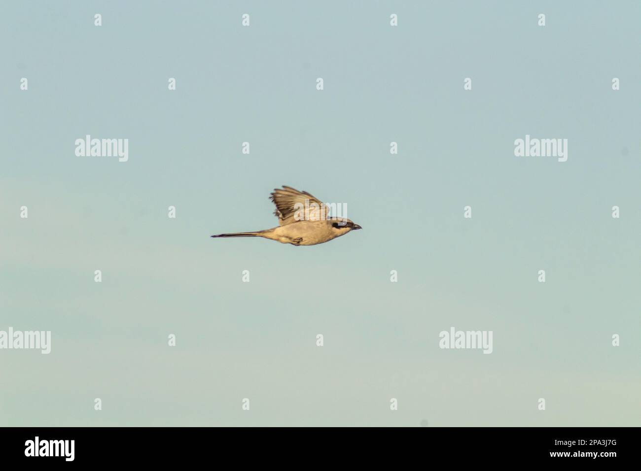 Northern shrike hi-res stock photography and images - Alamy