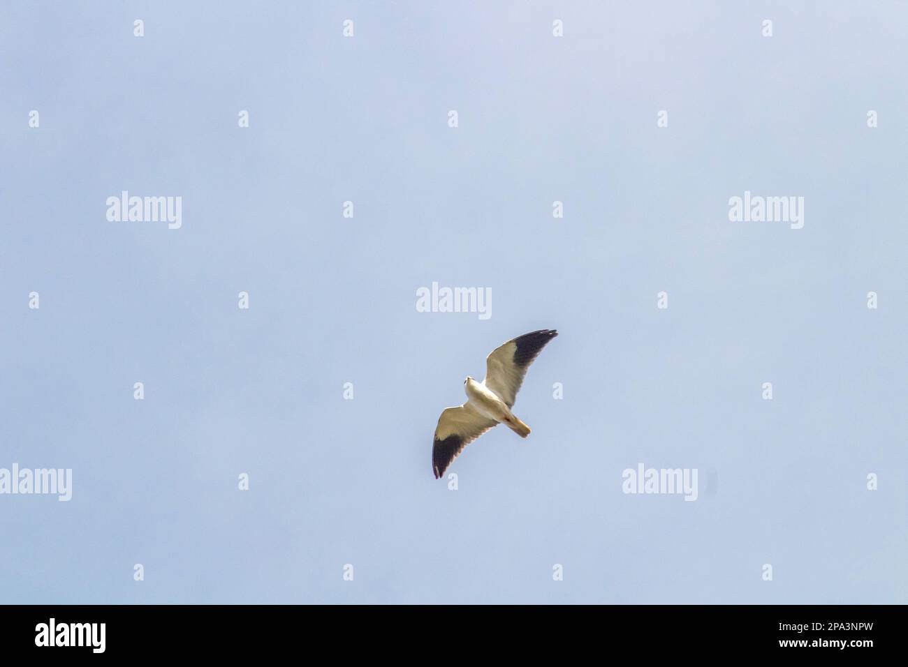 A Black-winged Kite Soaring in the Sky Stock Photo - Alamy