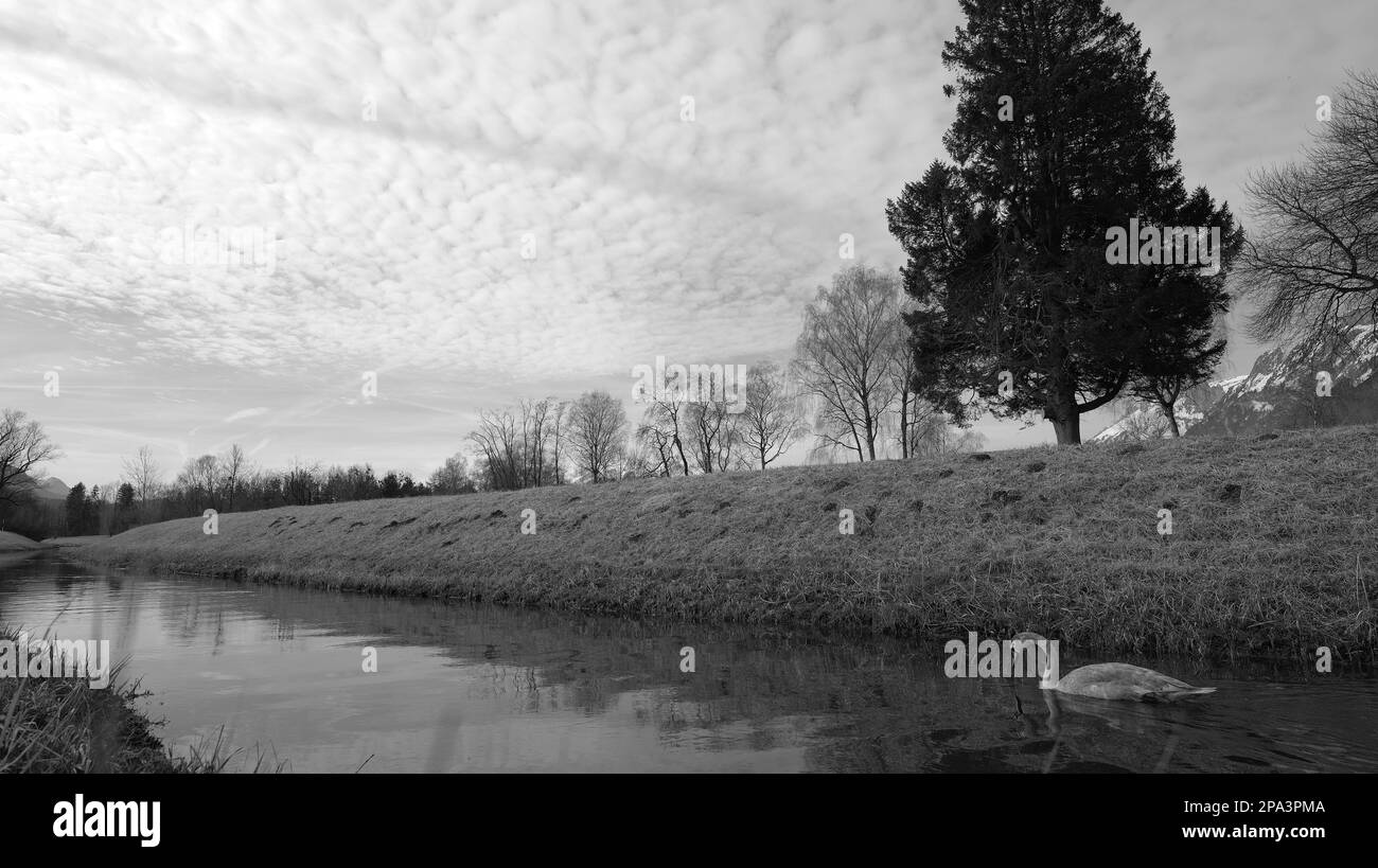 Young swan floating on river under cloudy sky with trees in background ...