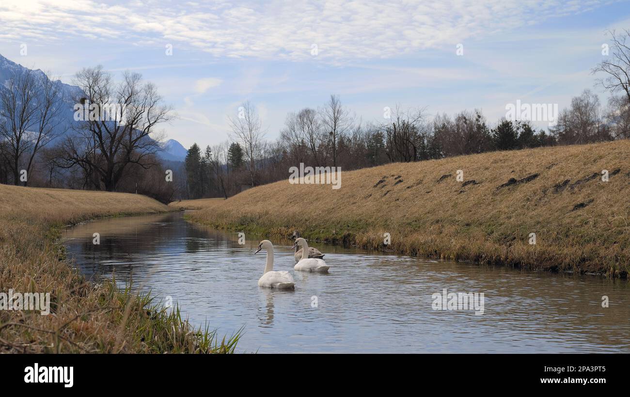 Pair of swans with offspring floating on the river, view from behind ...