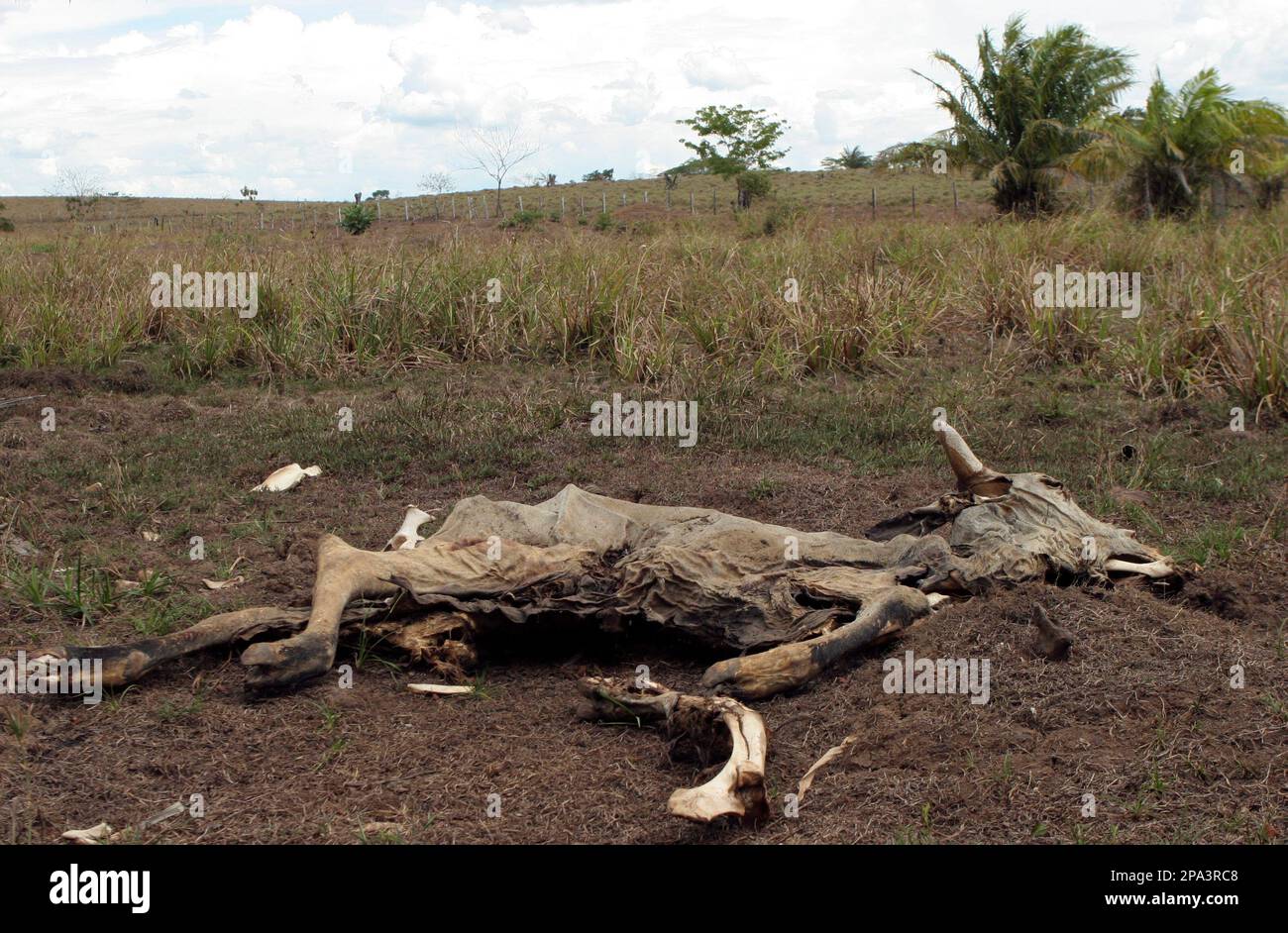 The carcass of one of seven cows that died in scorched pastures of ...