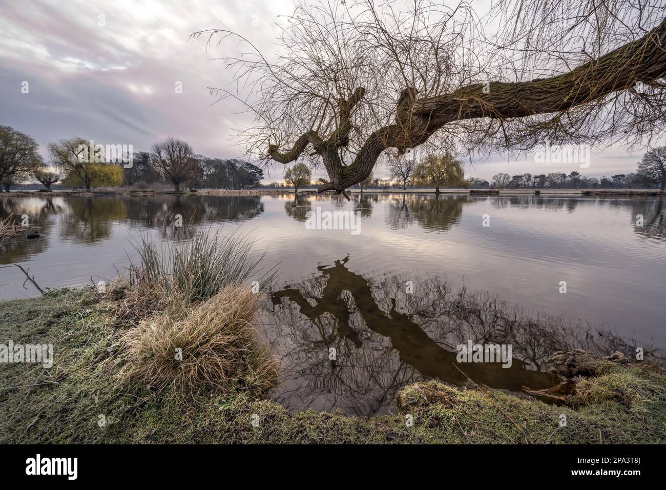 Large tree branch reaching out across the pond with refections in the ...
