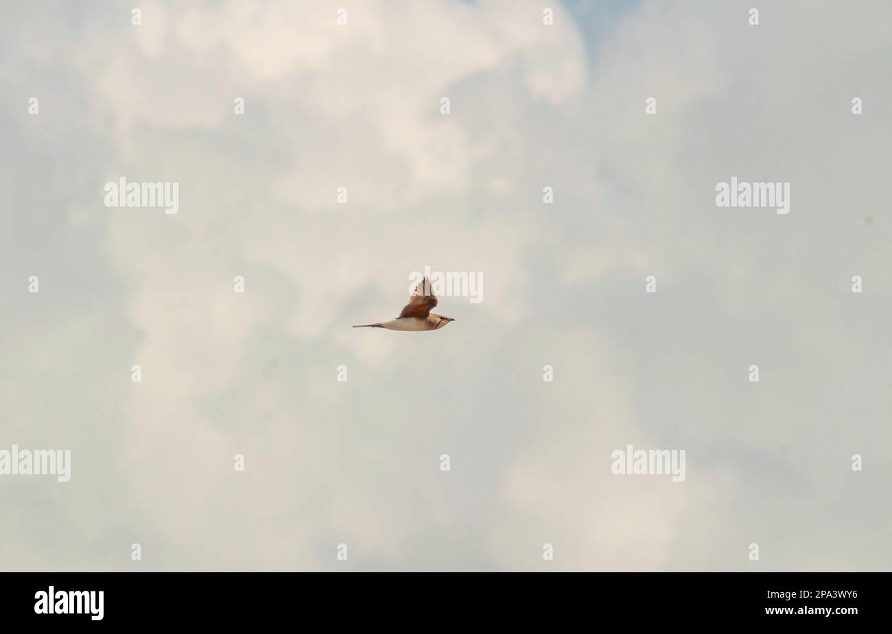 Graceful flight of hi-res stock photography and images - Alamy
