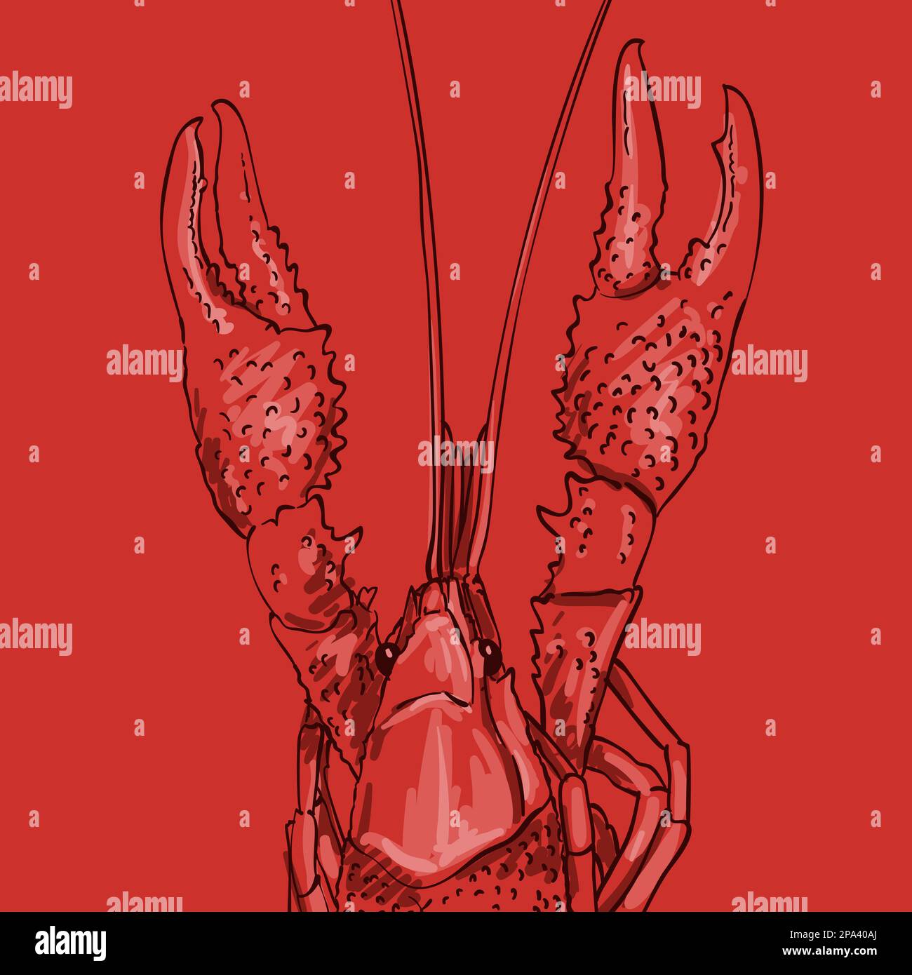 Sketch of red crayfish with big asymmetric located claws, Hand drawn ...