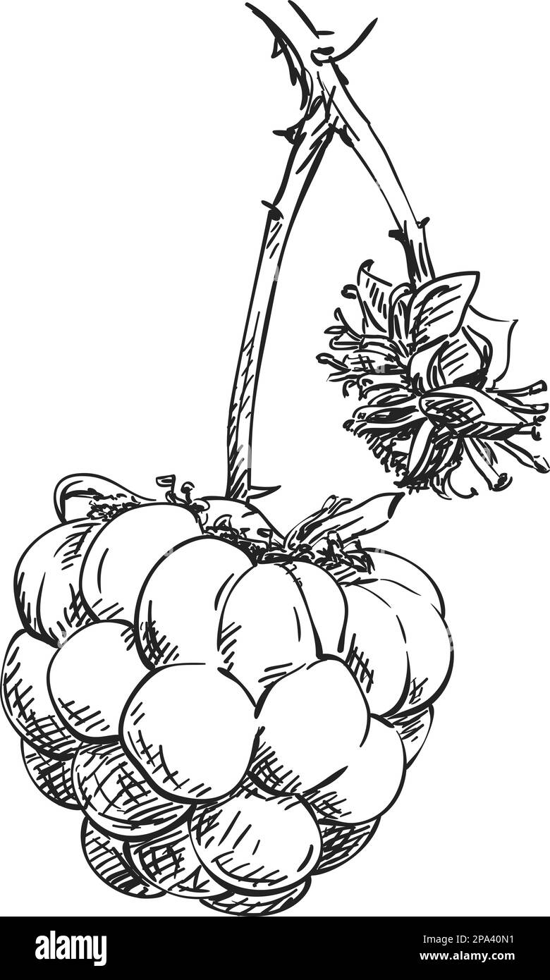 Raspberry Fruit Diagram