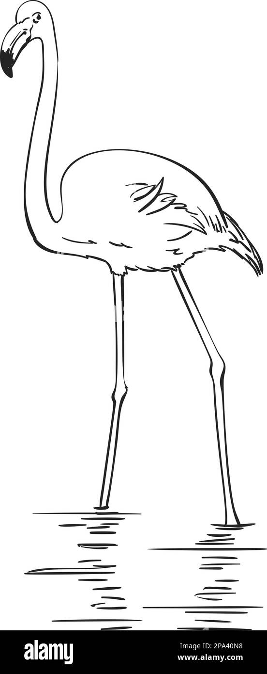 Sketch of flamingo, Hand drawn vector illustration isolated on white ...