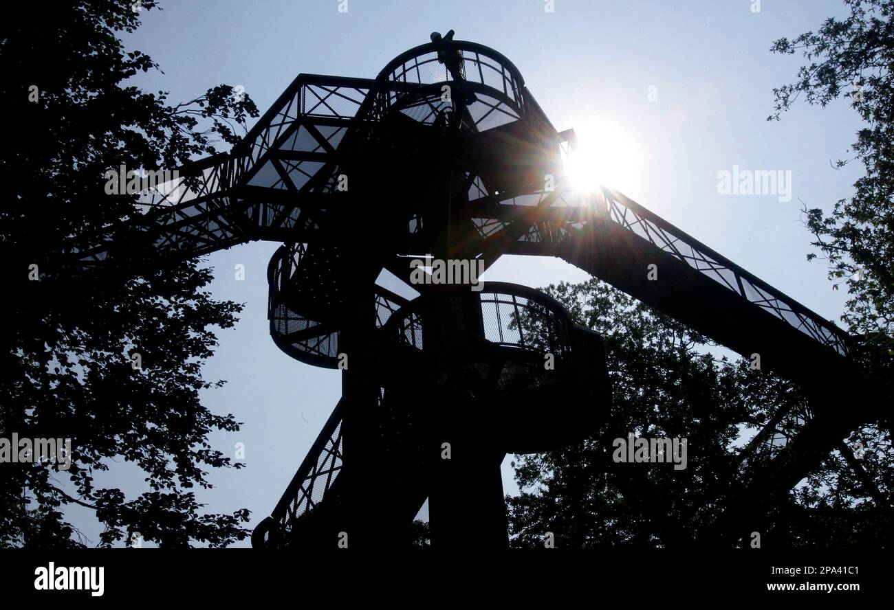 The new 18m high Xstrata Treetop Walkway is seen silhouetted amongst ...