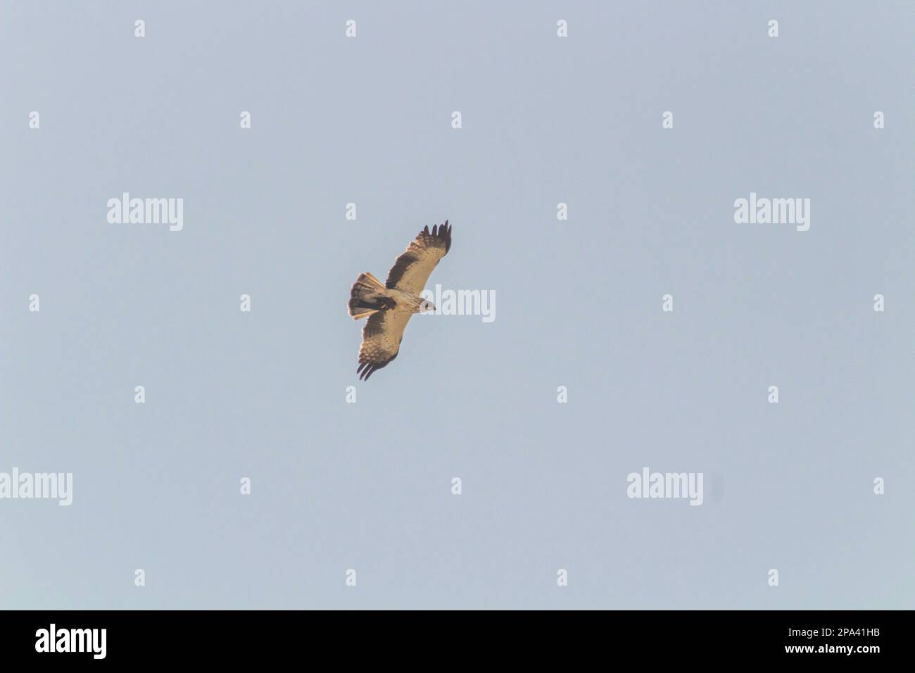 Common Buzzard Soaring with Outstretched Wings in the Blue Sky Stock ...