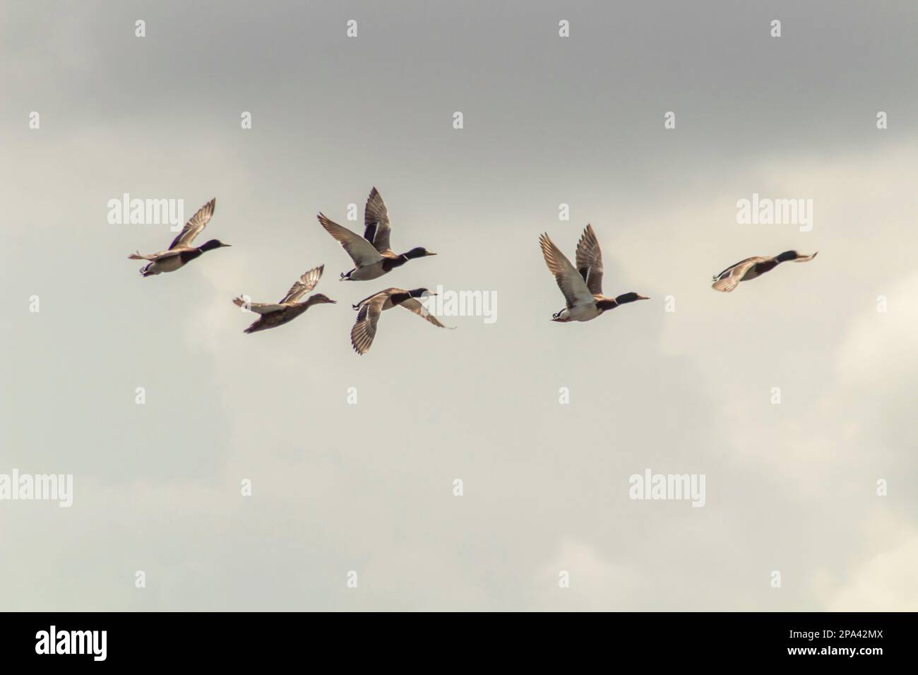 Seasonal wetland africa hi-res stock photography and images - Alamy