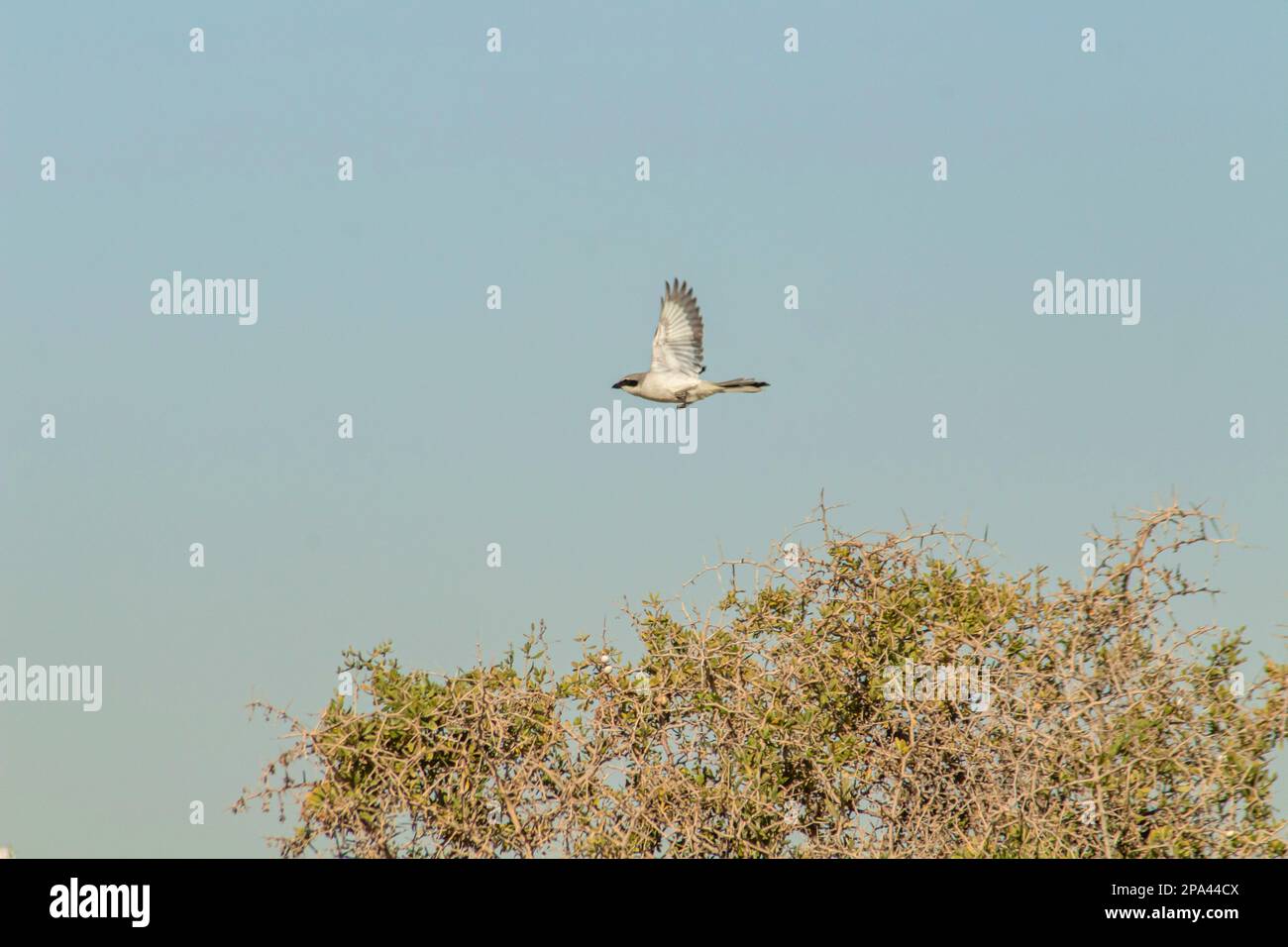 Northern Shrike Flying with Tree Branches Below Stock Photo - Alamy