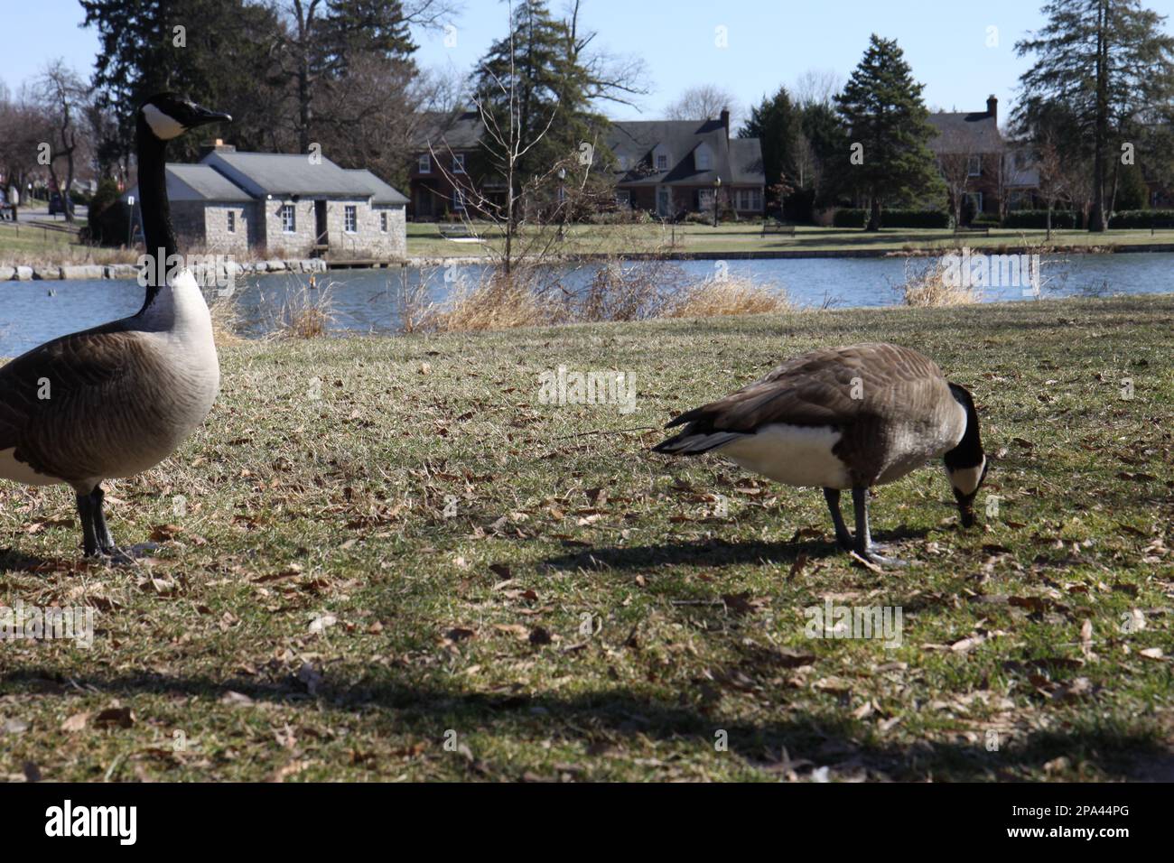 Canada geese hanging out hi-res stock photography and images - Alamy
