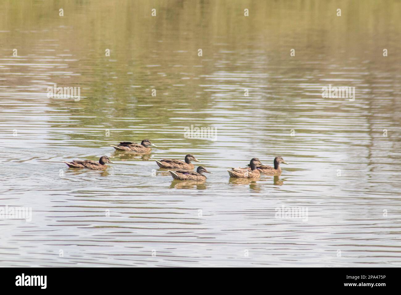 Tranquil Group of Mallards Swimming in Water Stock Photo - Alamy