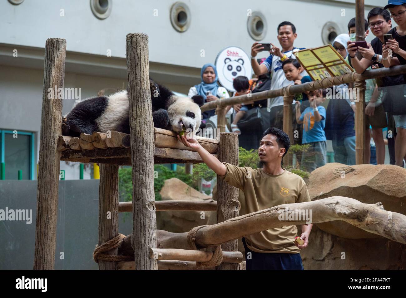 Kuala Lumpur, Malaysia. 11th Mar, 2023. A giant panda keeper feeds ...