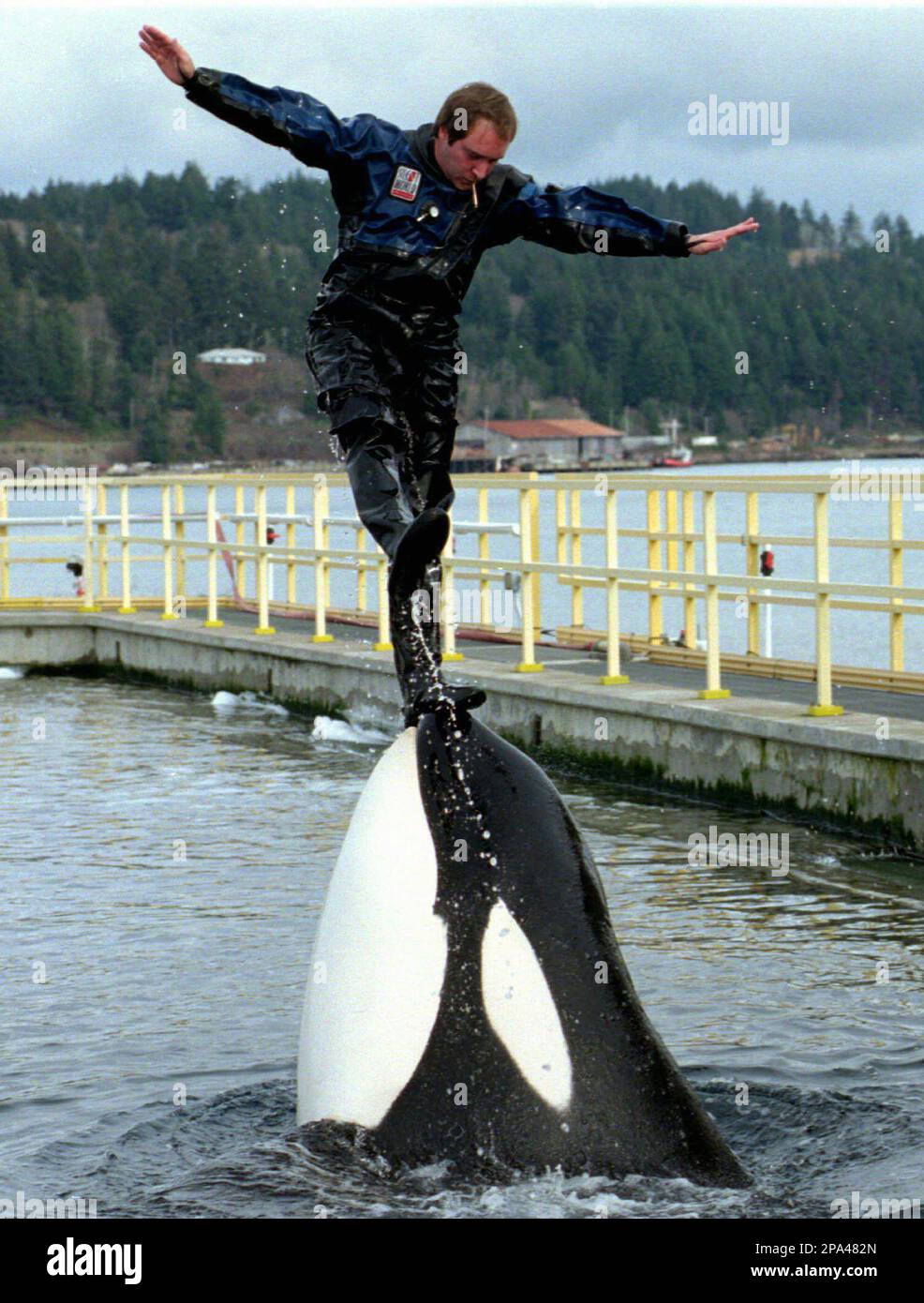 Keiko The Whale Jumping