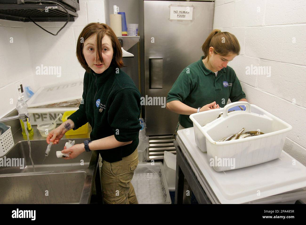 New England Aquarium penguin biologist Caitlin Hume, left, cleans the ...