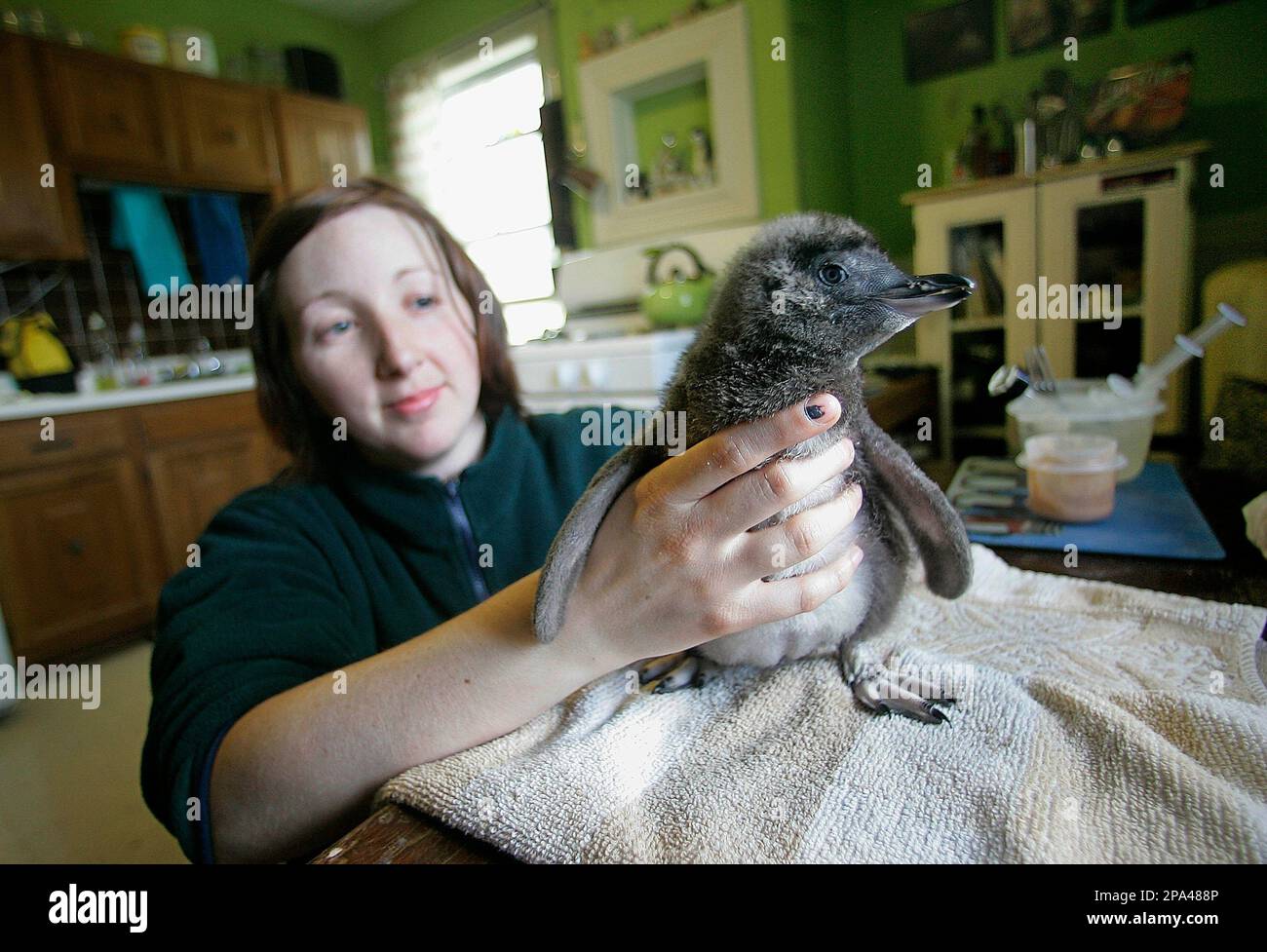 Holding a baby Little Blue penguin rejected by its parents, New England ...
