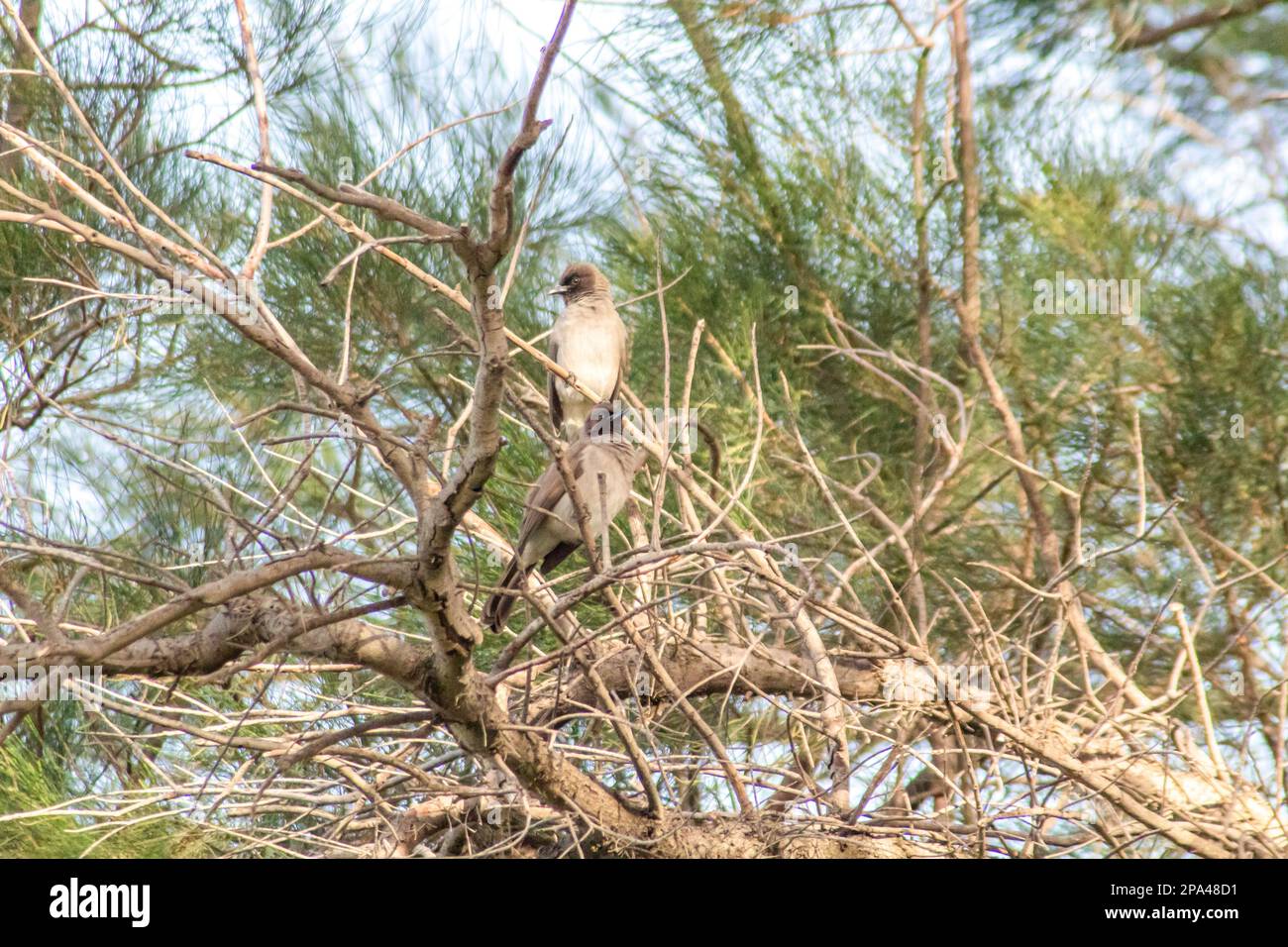 Two Garden Bulbuls on a Tree Branch Stock Photo - Alamy