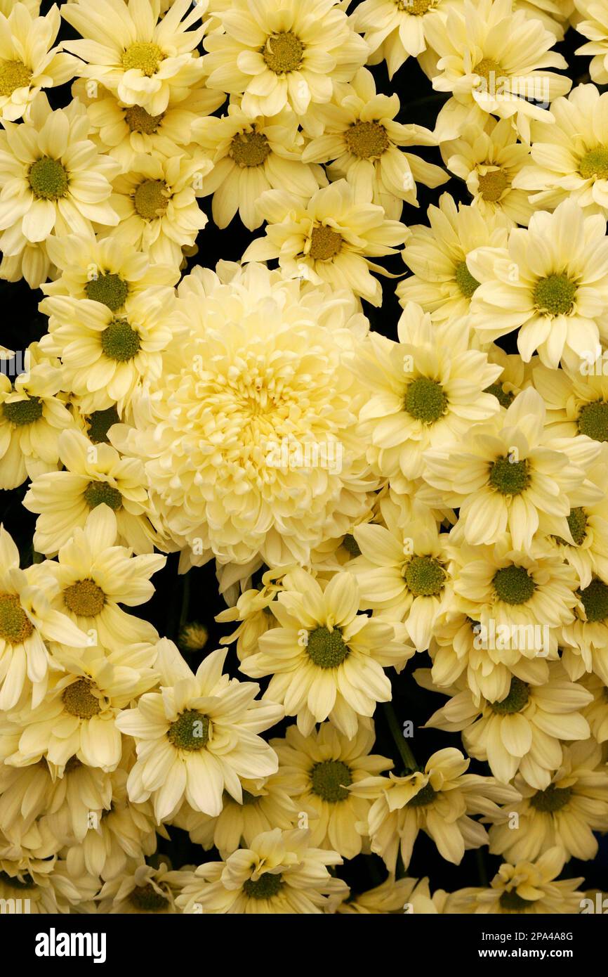 **FOR USE WITH AP LIFESTYLES** Chrysanthemum 'Cream Reagan' is seen at ...