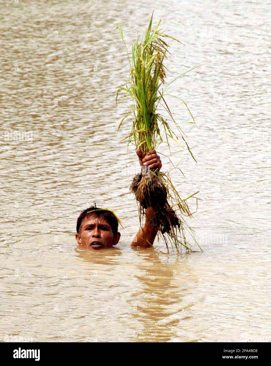 A farmer shows the almost-ready for harvest rice plants which he ...