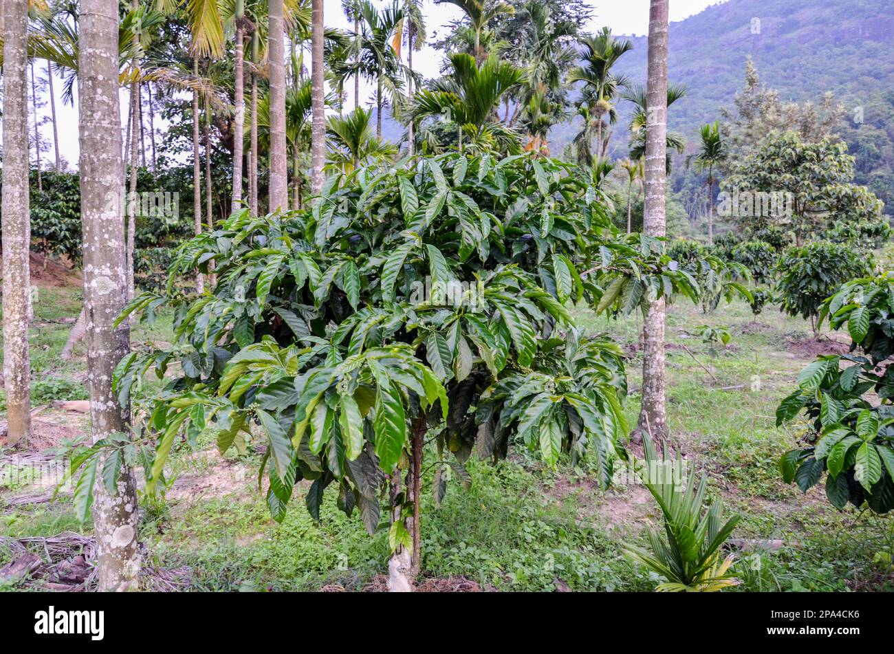 Integrated coffee and areca nut plantation Stock Photo - Alamy