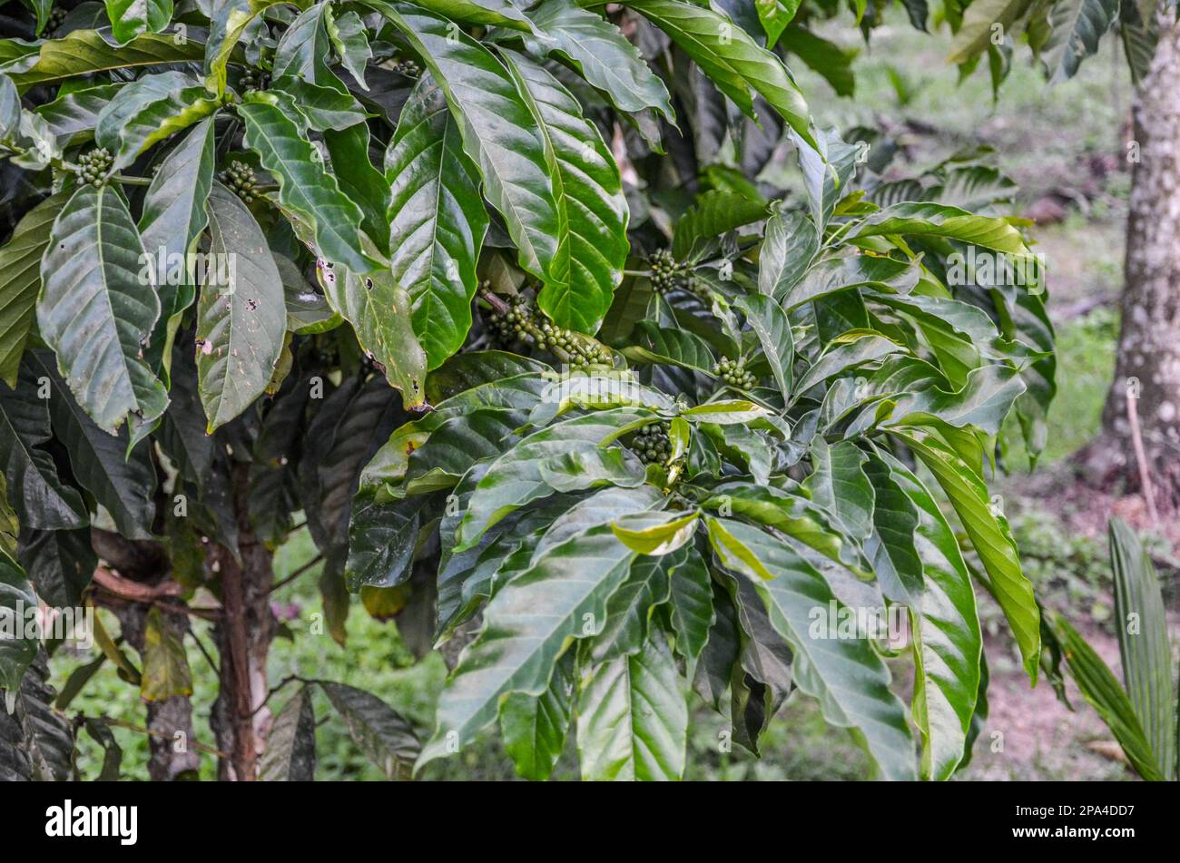 Coffee plantation in India Stock Photo - Alamy